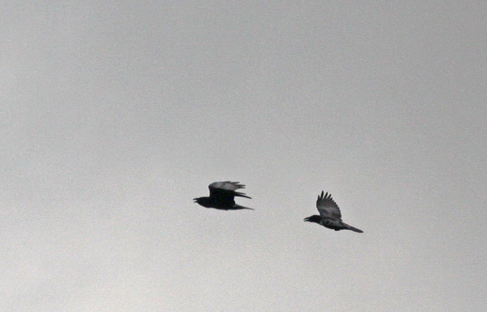 Northamptonshire Birding: Raven Heaven!