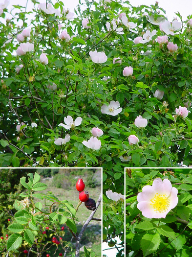 Escorniflaire: Que no ens donin aranyons per nabius!