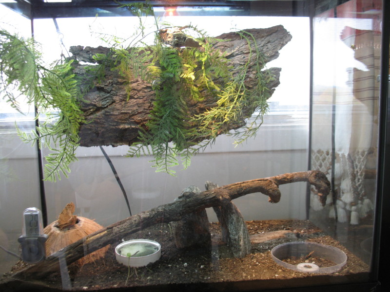 Small Pet Care: Long Tail Grass Lizards and Anoles: Terrarium