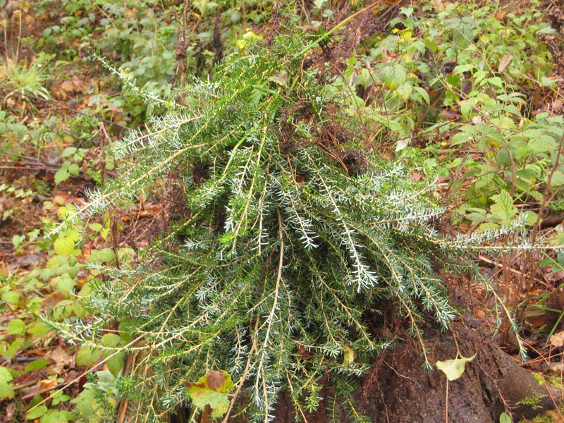 Gibside: Leaves, Leaves and Western Hemlock