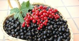 Gelée de Cassis-Groseilles