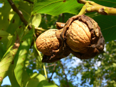 Criadero Kimbi: El Nogal y La Nuez, el fruto seco que ayuda al cerebro.
