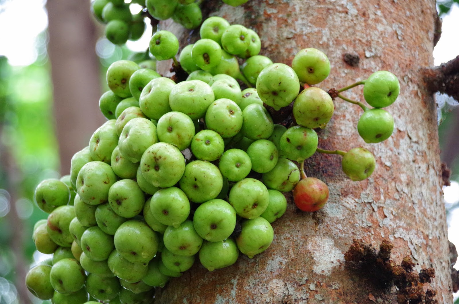 Trees and Plants: Yellow Stem Fig II