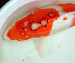 What Causes Koi Cotton Fungus | Nishiki-Colorful-Koi