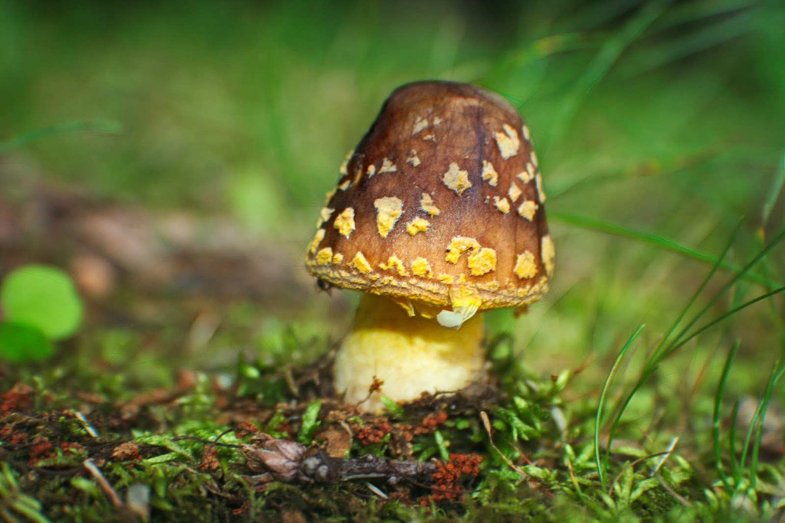 Room Without Walls: It is Amungus