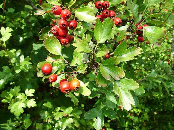 Sănătate & frumuseţe: Paducelul