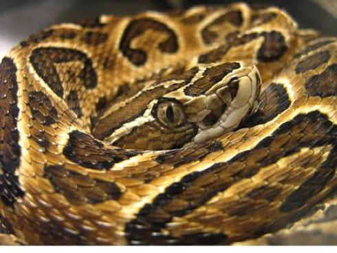 Núcleo de Proteção Ambiental (NPA): Urutu Cruzeira ( B. alternatus)