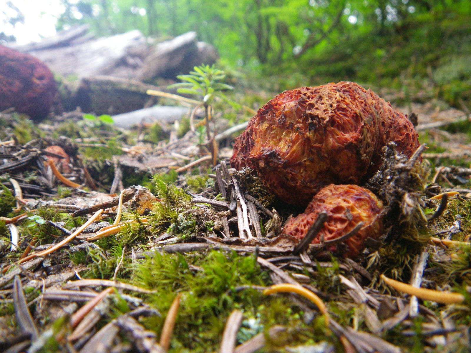 Euhedralism: Forest Forms