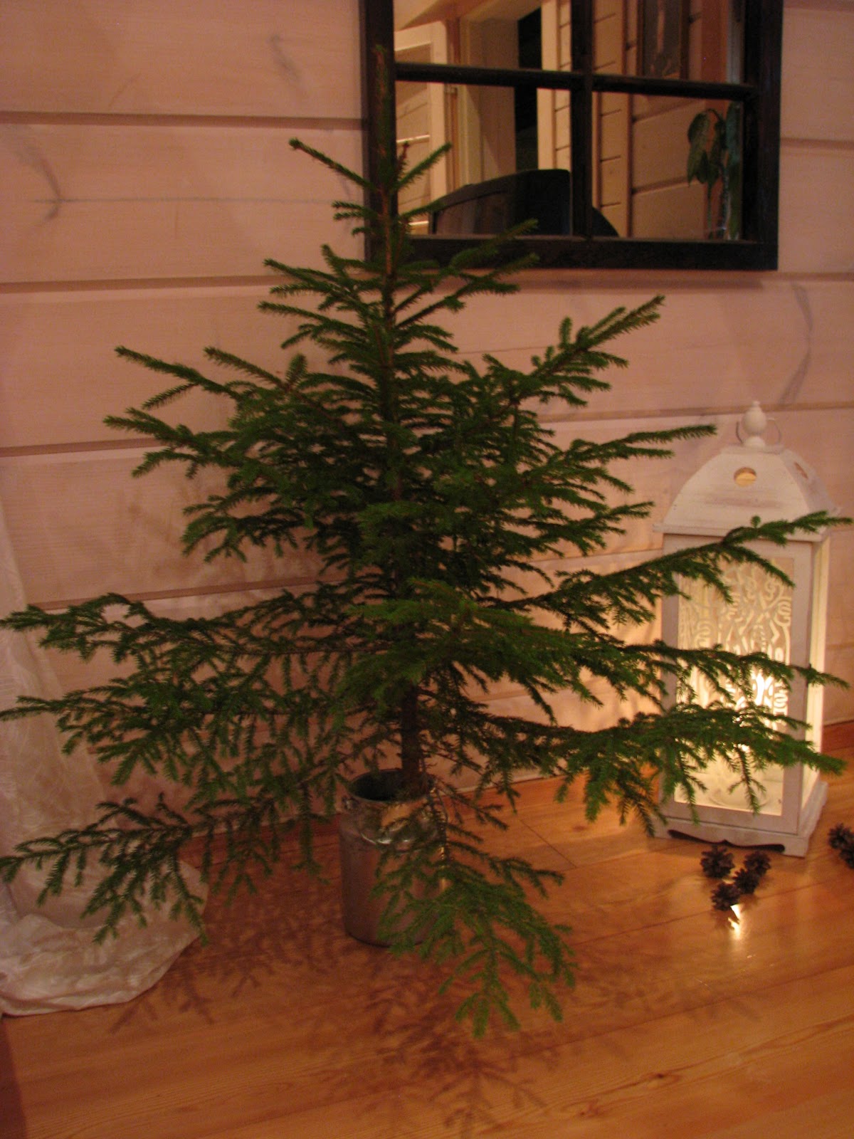 Annala: Pikku kuusi ♥