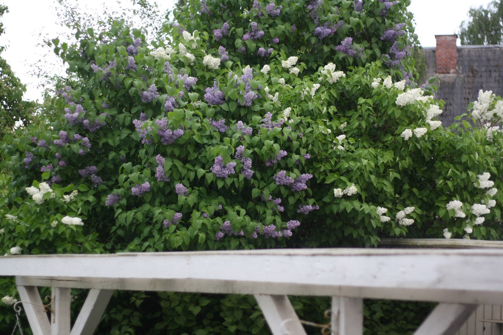 MissMuffin: Små hverdagsglæder