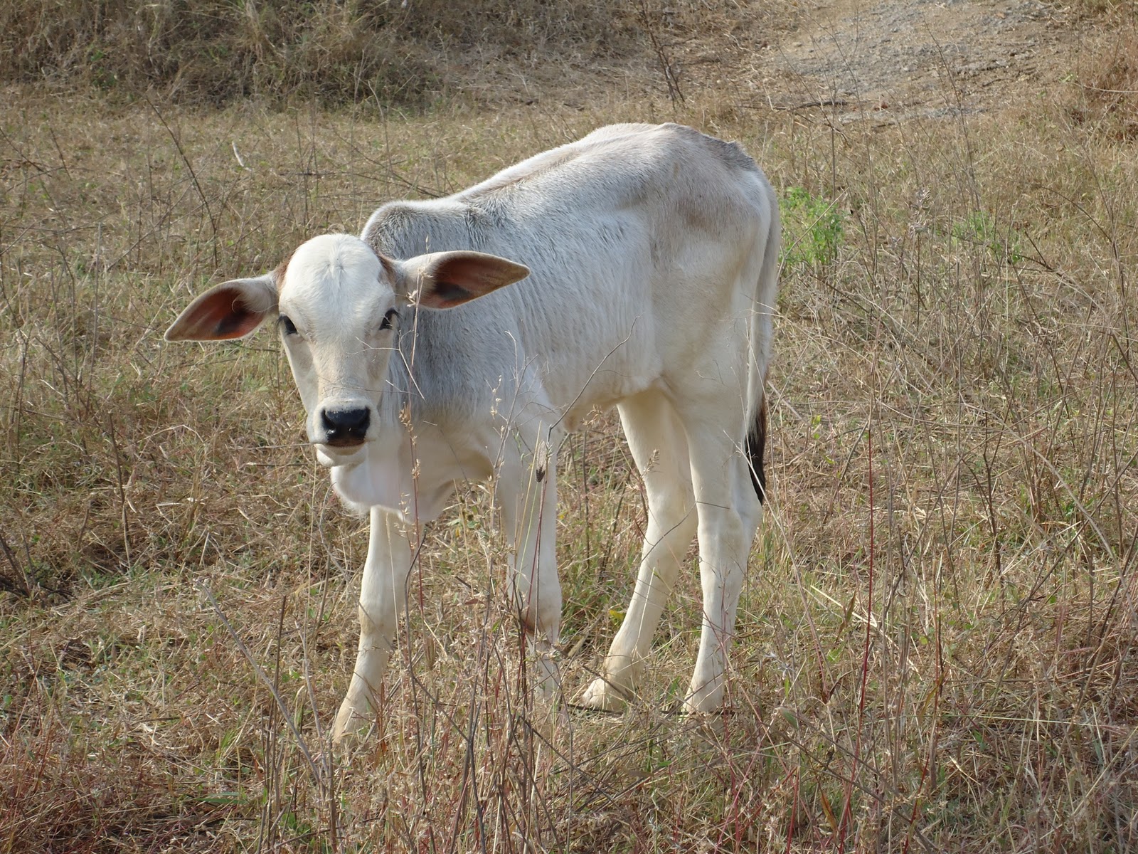 MAA URU: Indian cows