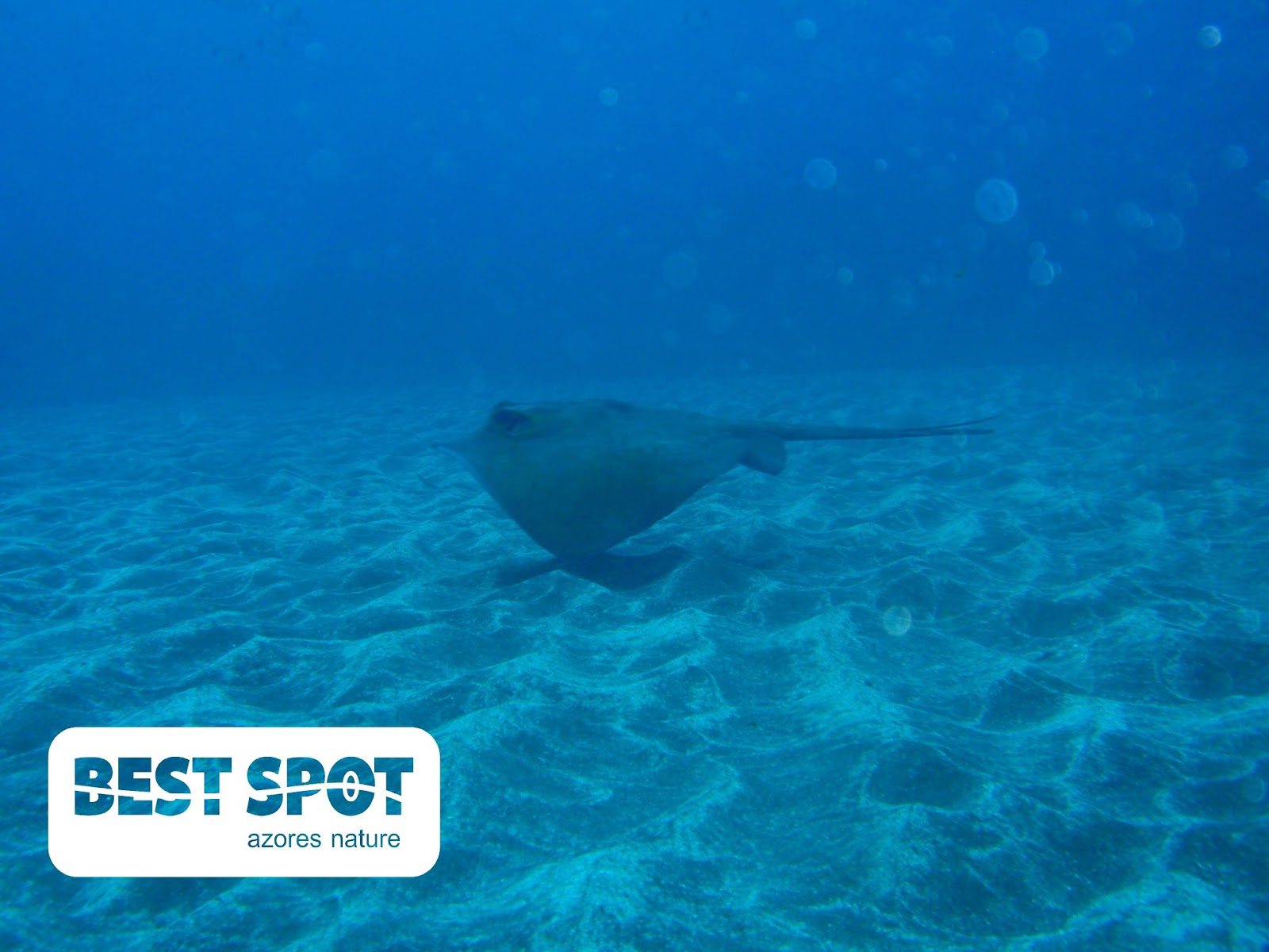 Best Spot Azores PADI 5* Dive Center: Dive Ponta Delgada Buceo Azores ...