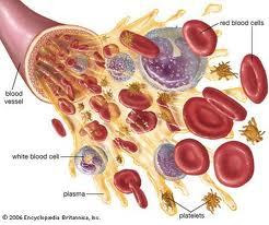 Blood Clotting Process :: Free All World