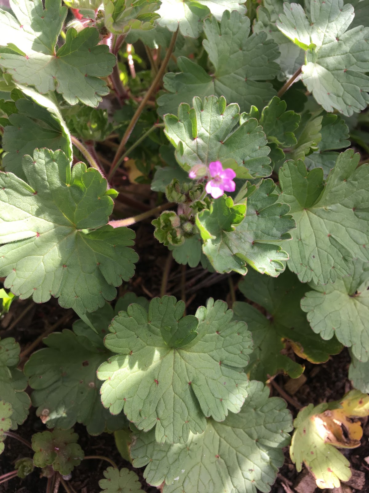 Pennsylvania Street Gardens: Weed Profile: Dove's Foot Cranesbill ...