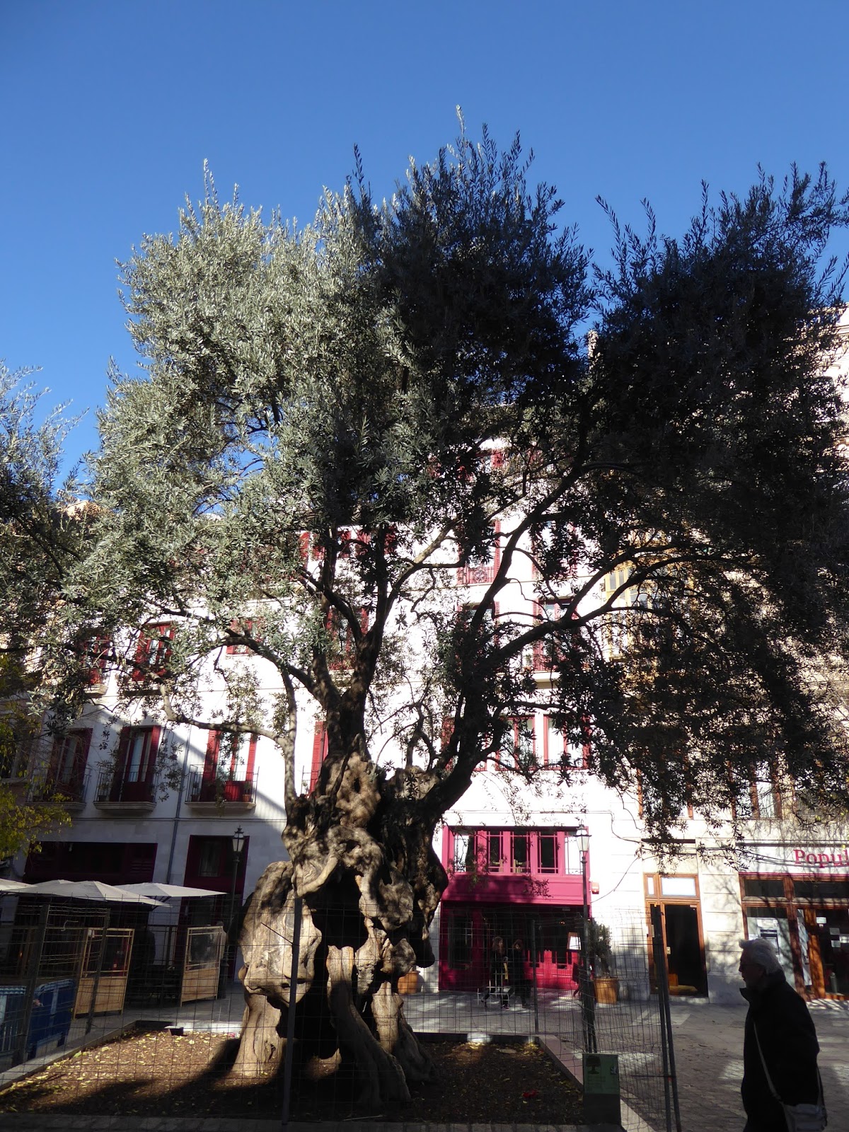 Photo-ops: Exceptional Tree: Olivera de Cort - Palma de Mallorca, Spain