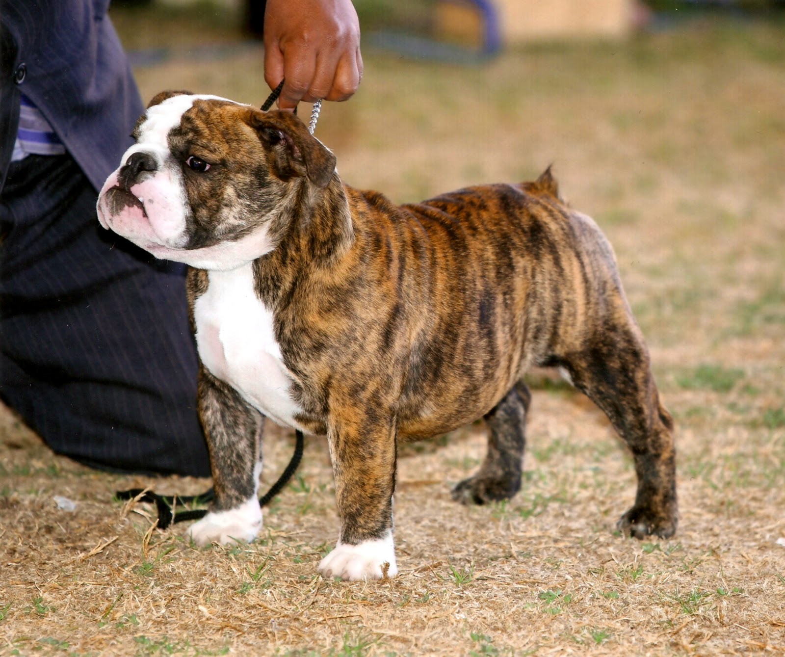 AB&JO BULLDOG'S: SEMENTALES