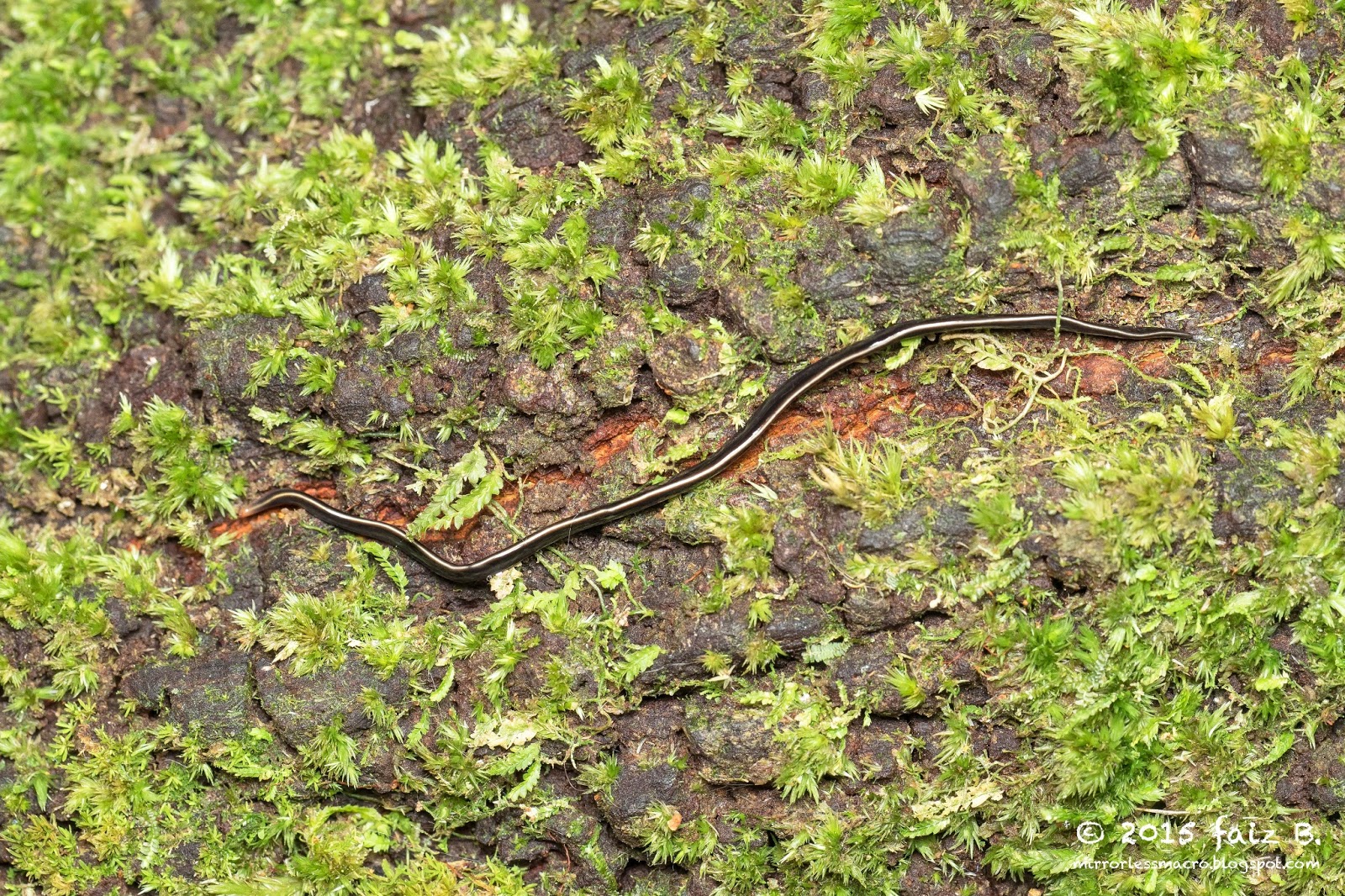 Mirrorless Macro Photography: The Natural Gem of Australia ...