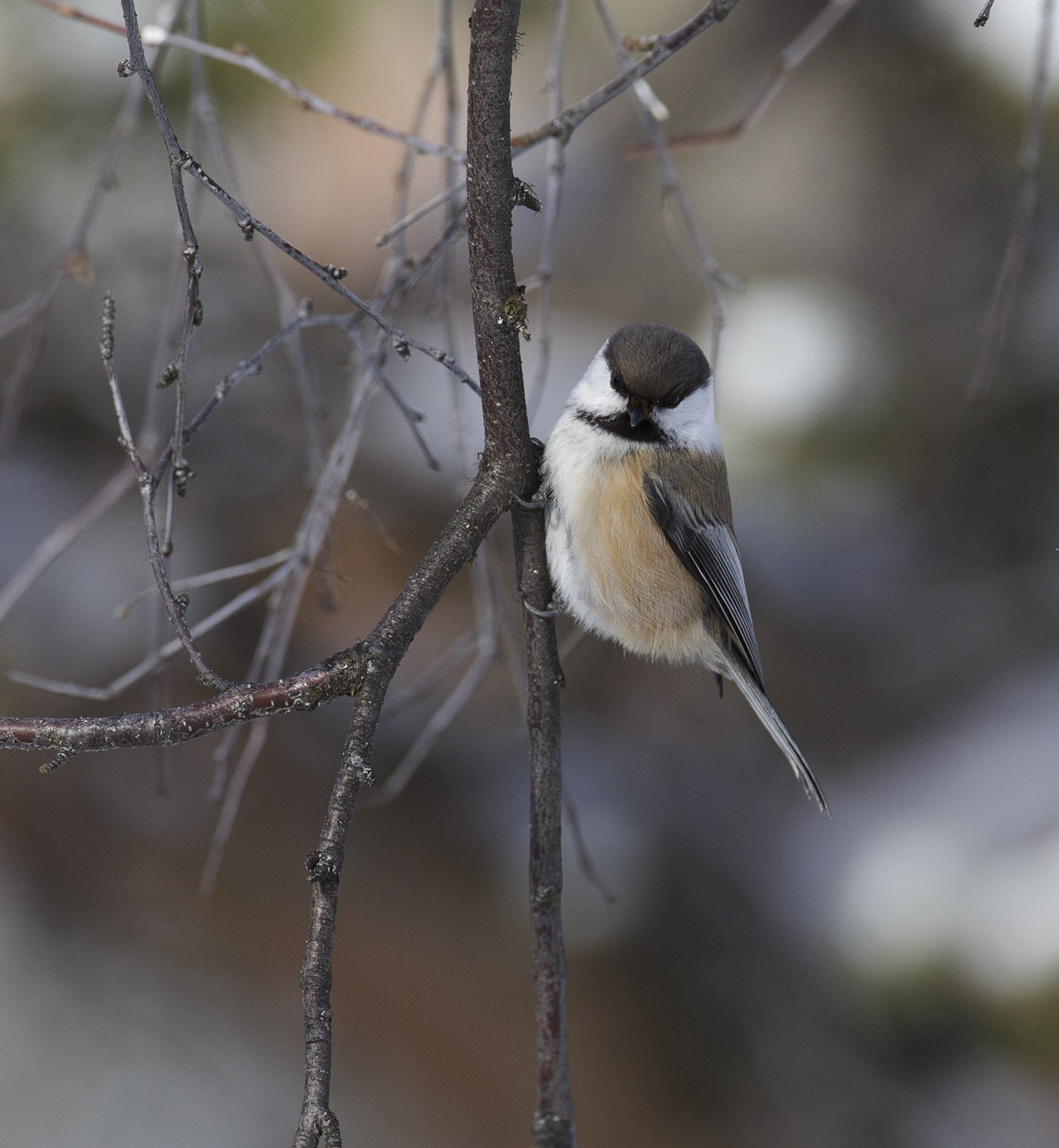 Pewit Siberian Tits