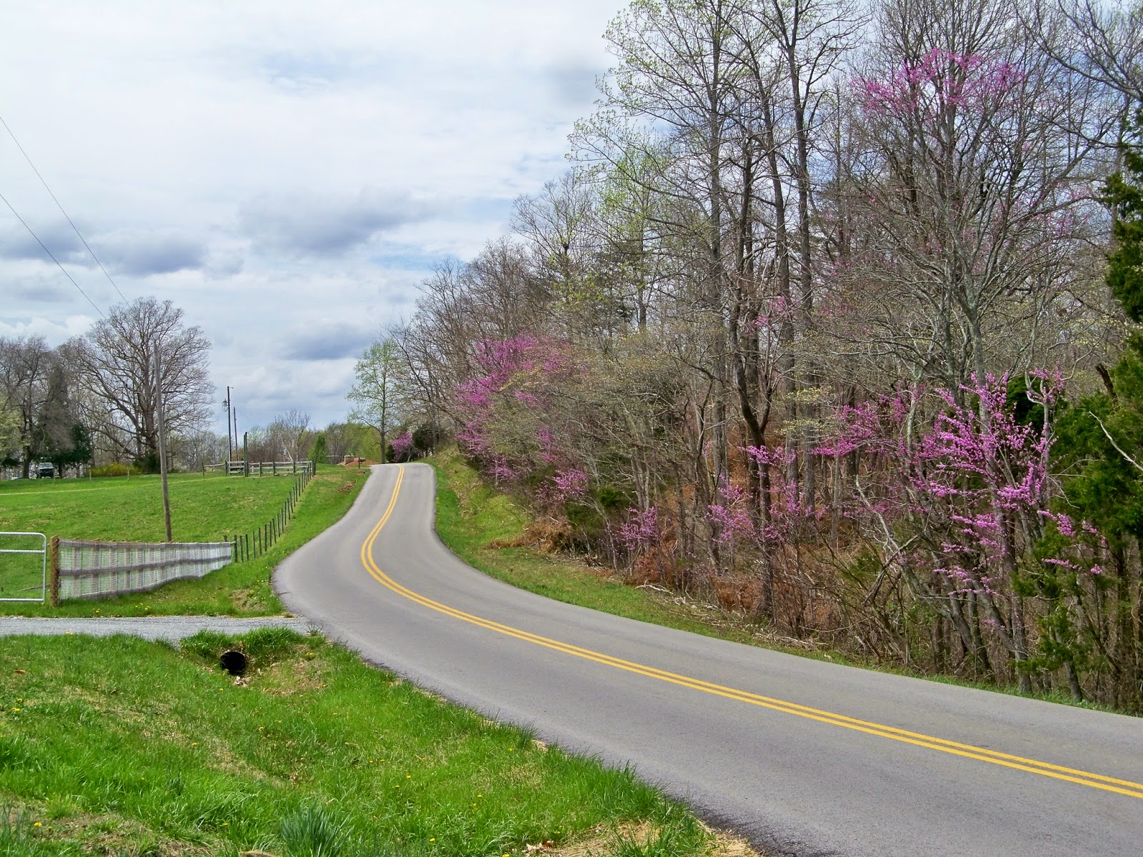 Lilac Cottage Homemaker: Spring in Kentucky!