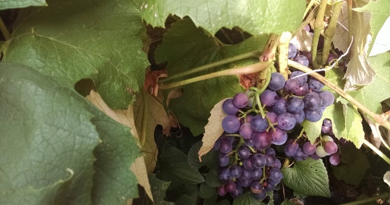 Jerry Apps: Split Rail Grapes