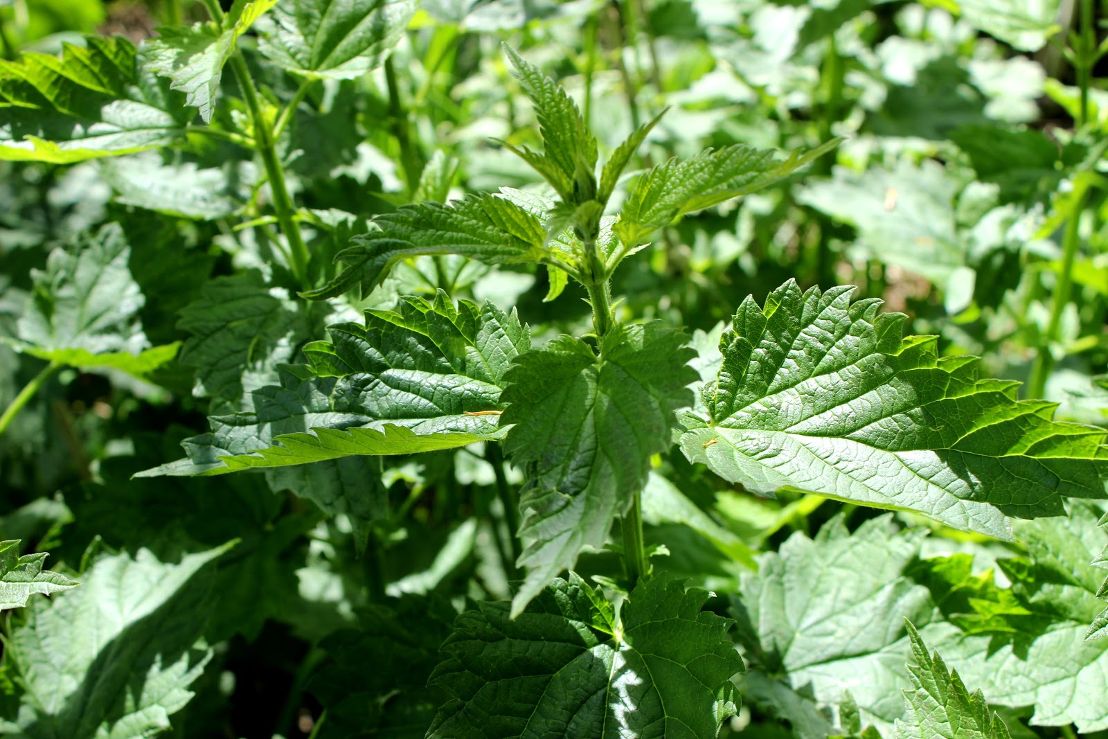 s u l u s t u: Stinging Nettle
