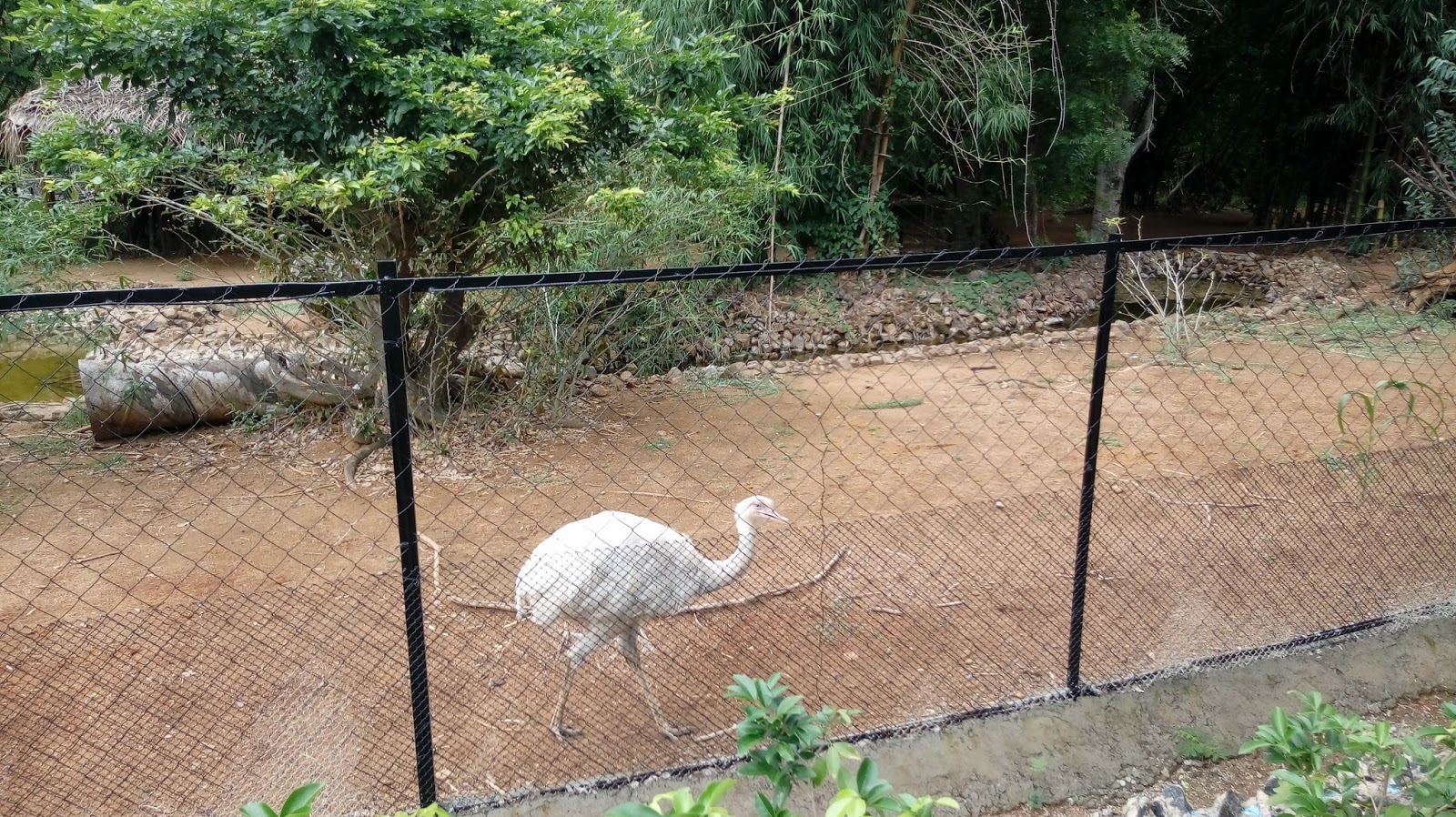 ARIGNAR ANNA ZOOLOGICAL PARK(VANDALUR ZOO ),CHENNAI