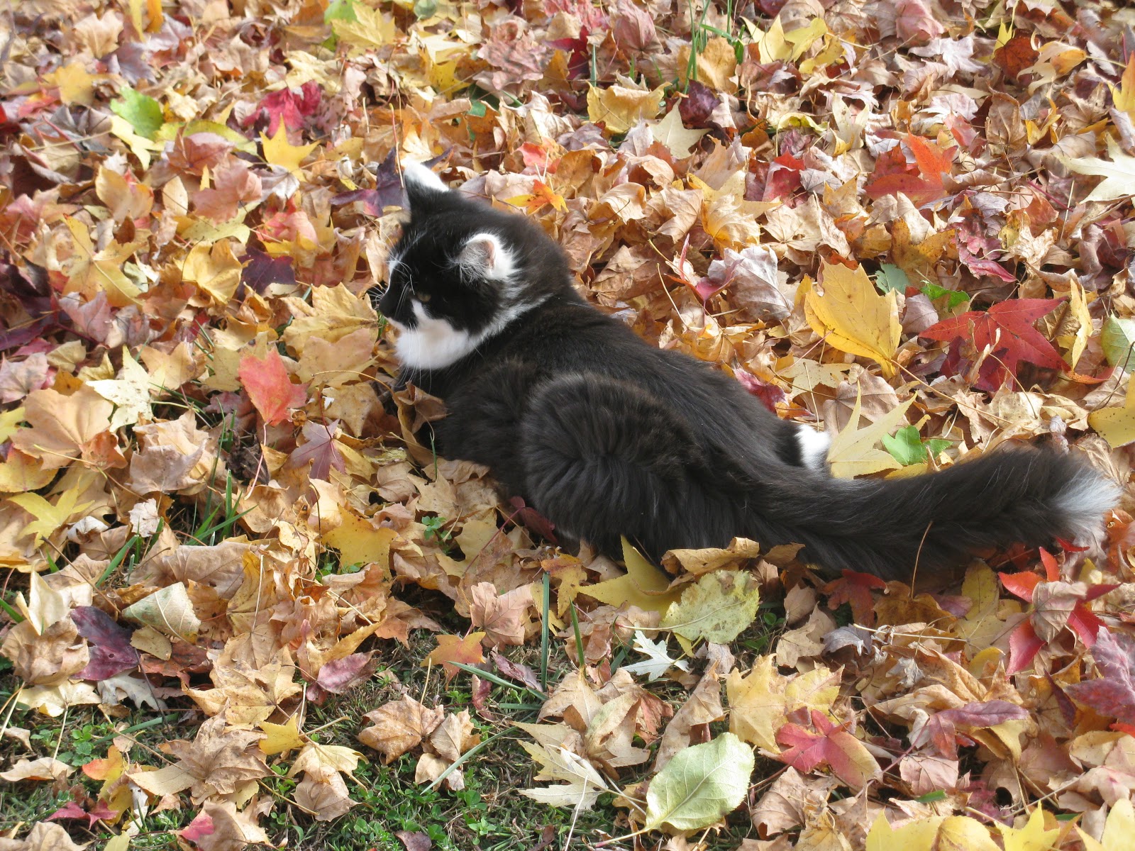 Morning's Minion: Leaves in the Wind, Cats, Comfort Food