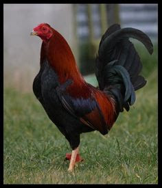 Coq de combat: coq de combat dans le monde