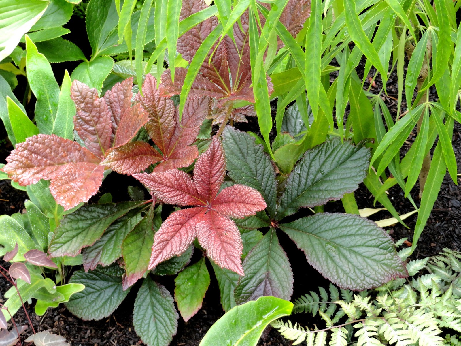 danger garden: Rodgersia 'Bronze Peacock' is my favorite plant in the ...