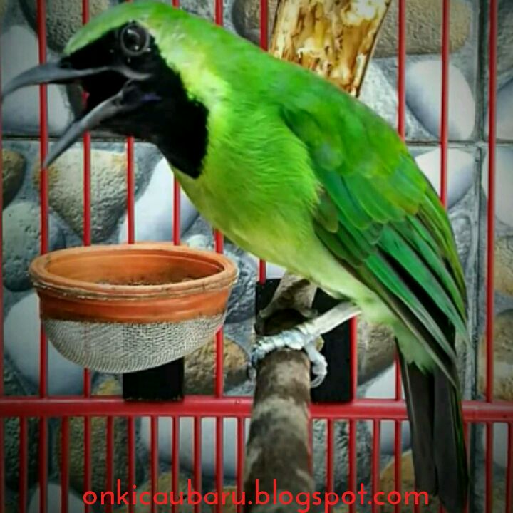 Cara setting Cucak ijo agar tampil ngotot dan bongkar isian saat ...