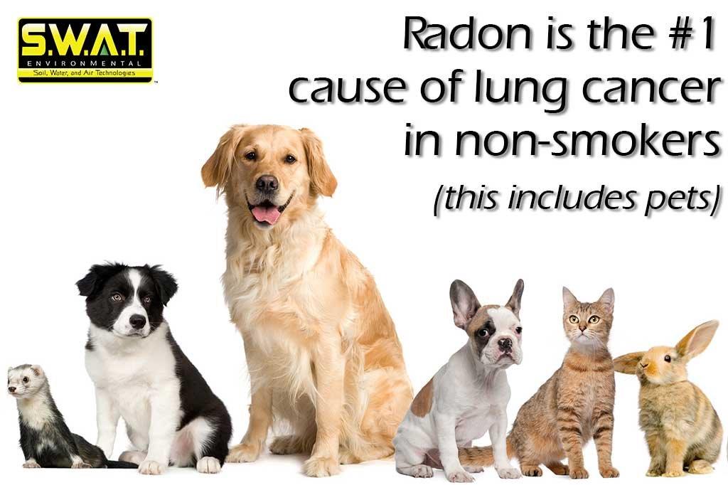 How to Protect Yourself against Radon Exposure : National Animal Poison ...