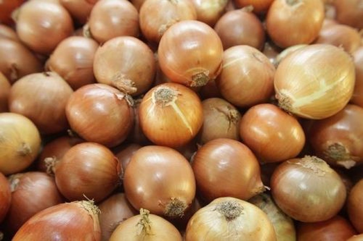 Cebola Allium Cepa L cebola-allium-cepa-l