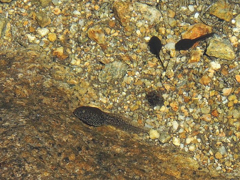 Iberian Nature - Servicio de guías de naturaleza. Birding in ...