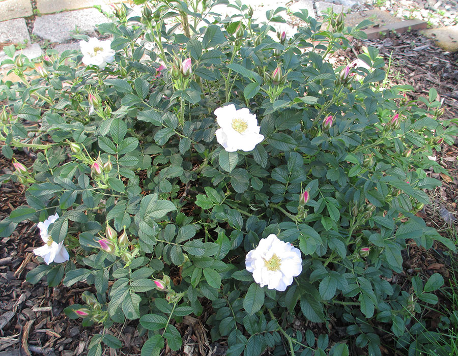 Sharon's Compendium: Another Harvest of Little Blue Flowers, as Henry ...