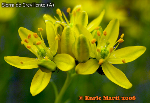 Rutaceae: Haplophyllum rosmarinifolium - Flores Silvestres del Mediterráneo