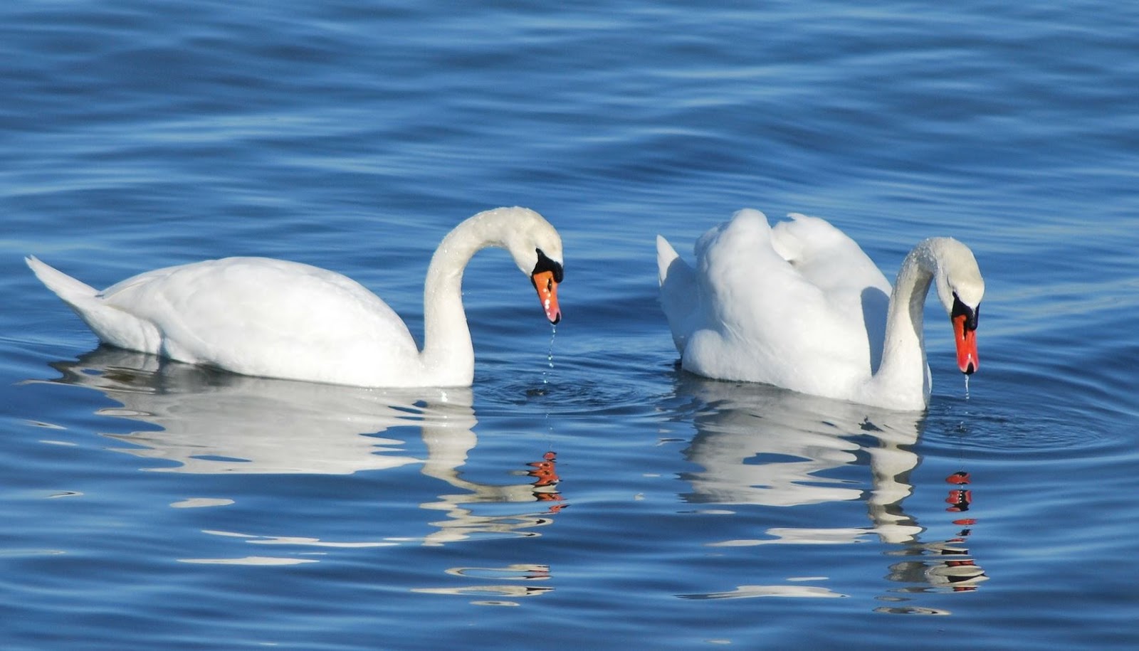 Ilmaisia kuvituskuvia: Joutsen