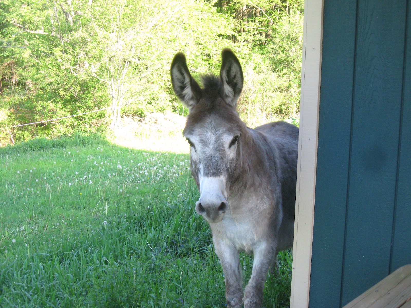 The Dancing Donkey: Donkey of a Different Color