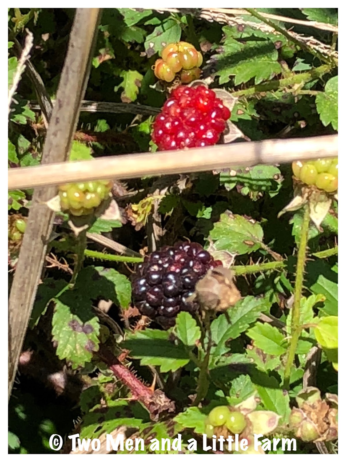 Two Men and a Little Farm: DEWBERRIES COMING SOON