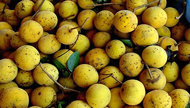 Buah Asli Indonesia Yang Mendunia dan Sudah Mulai Langka