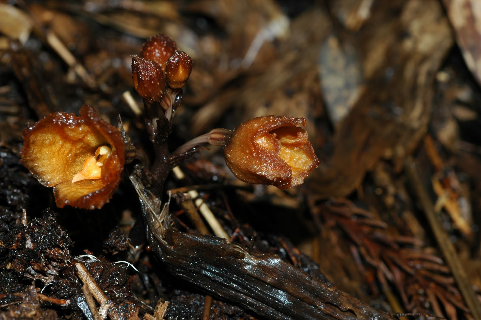 MY GROWING PASSION: When Plants Parasitise Fungi: myco-heterotrophy