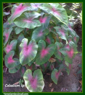 YarasGarden: Caladium sp.