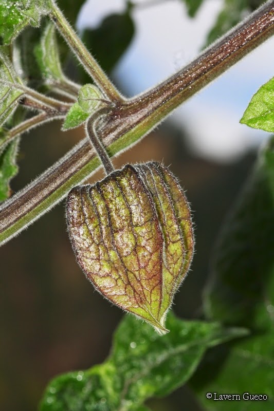 Cape Gooseberry (Gumbayas) ~ Philippine Fruits and Nuts