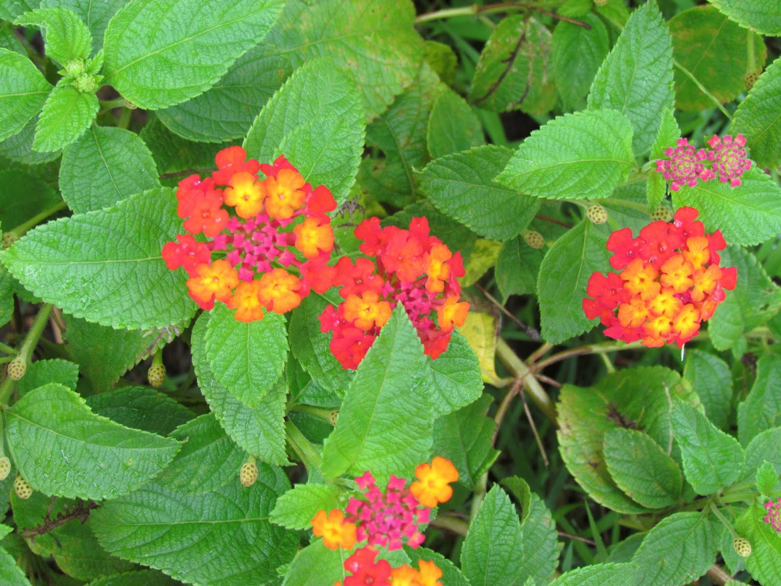 El Blog de Phototematica en español: Flores Anaranjadas