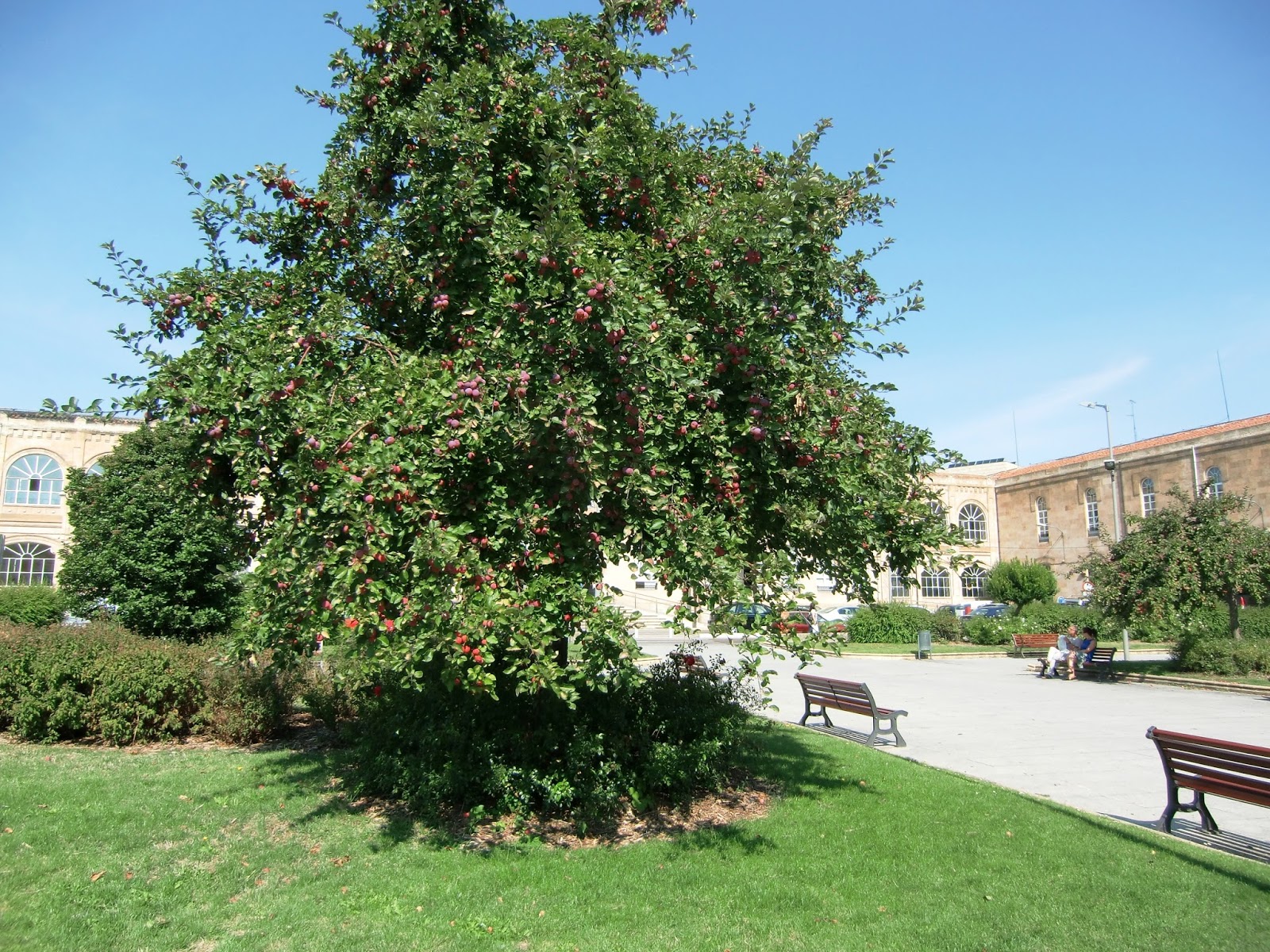 Plantas de Huerta Otea, Salamanca: Manzano de flor, manzano rosa ...
