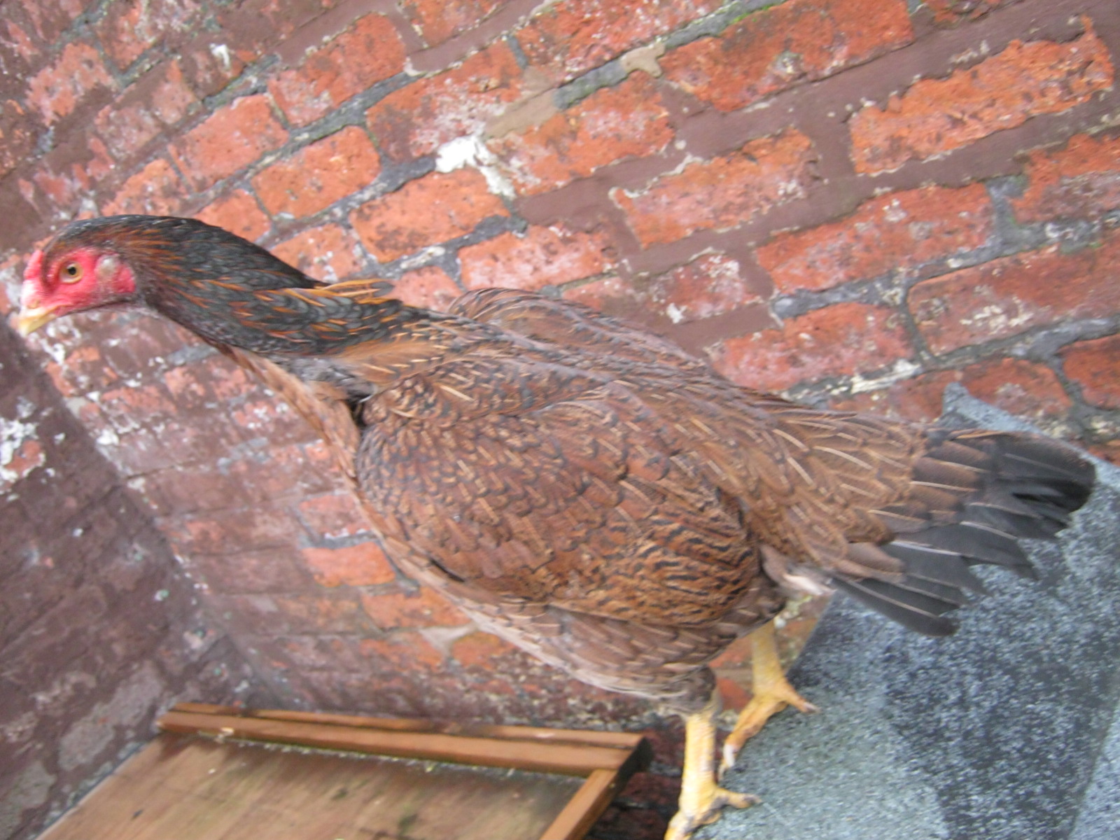 ASEEL FIGHTER PHOTOS - ASEEL FIGHTER PHOTOS