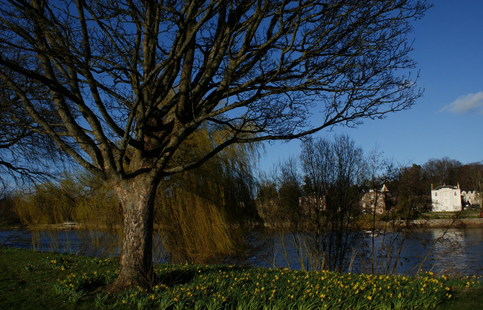 Tour Scotland: Tour Scotland Photograph Trees River Tay March 31st
