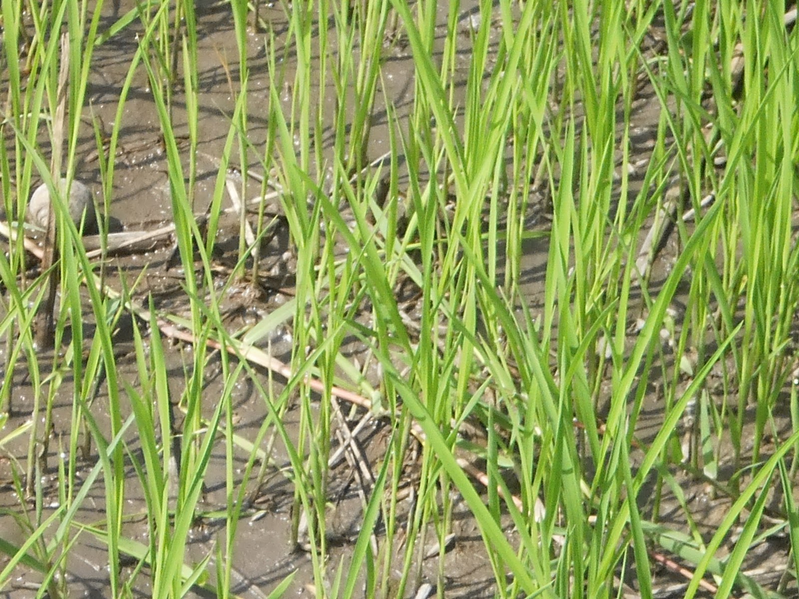 LagunaMerbok: Jom Turun Ke Bendang.