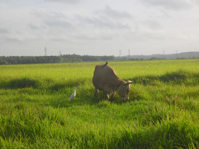 എയ്യാല്‍: Ona Kaalam
