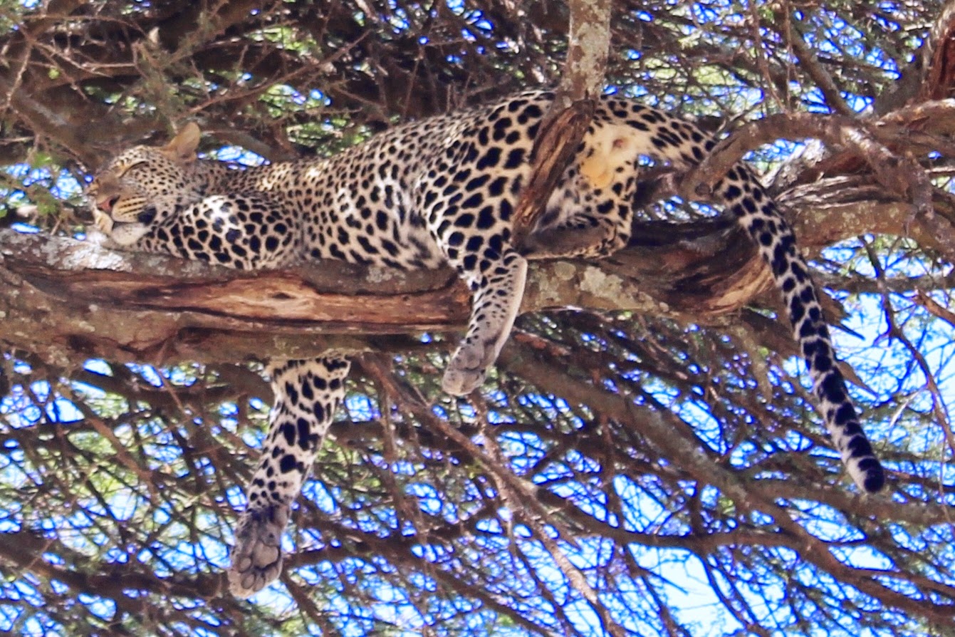 Souvenir Chronicles: AFRICA: THE SERENGETI (TANZANIA)