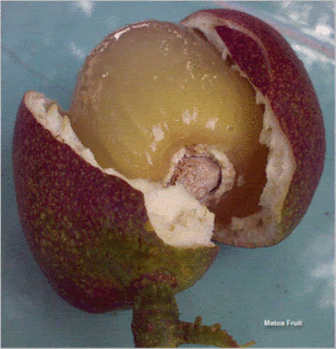 Buah Matoa,Rasa Buahnya Ramai